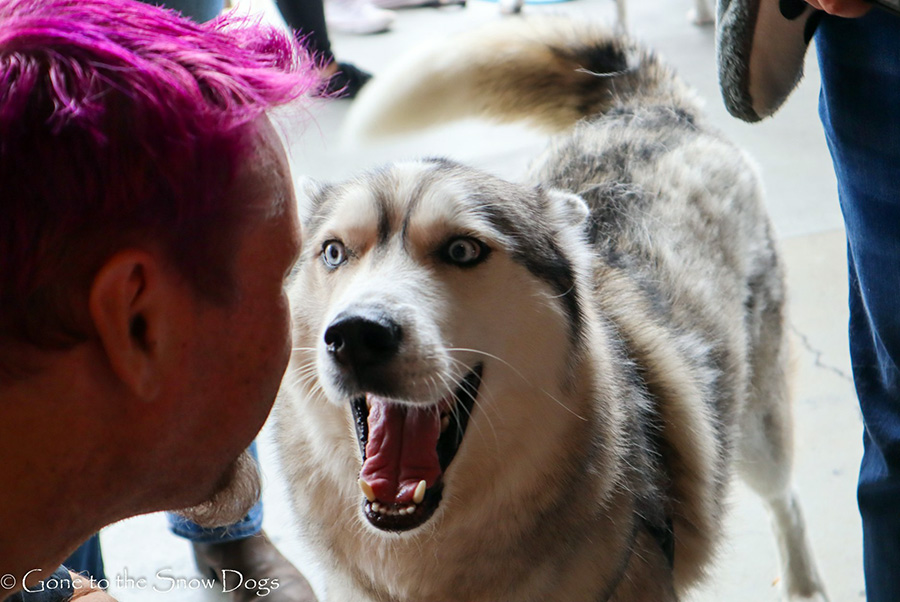 A Father’s Day Story: The Courtship of Harry Nilsson’s Son, Zak | San ...